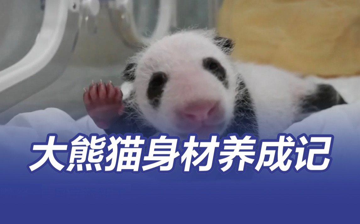 大熊猫从3个鸡蛋重长成200斤大胖子分几步?
