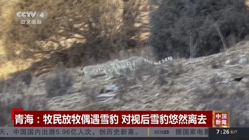 [中国新闻]青海:牧民放牧偶遇雪豹 对视后雪豹悠然离去