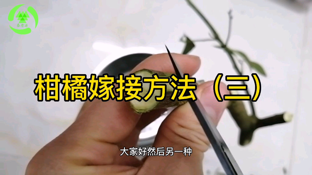柑橘果树嫁接方法,切接嫁接实操视频讲解
