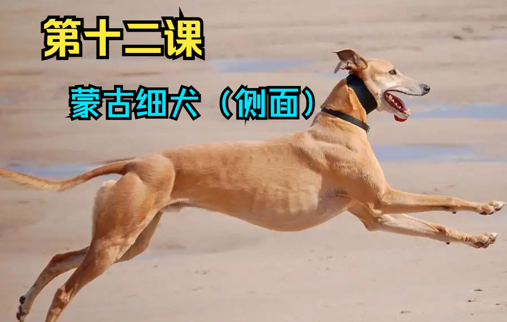 100个写实动物铅笔画教程-12【蒙古细犬】侧面