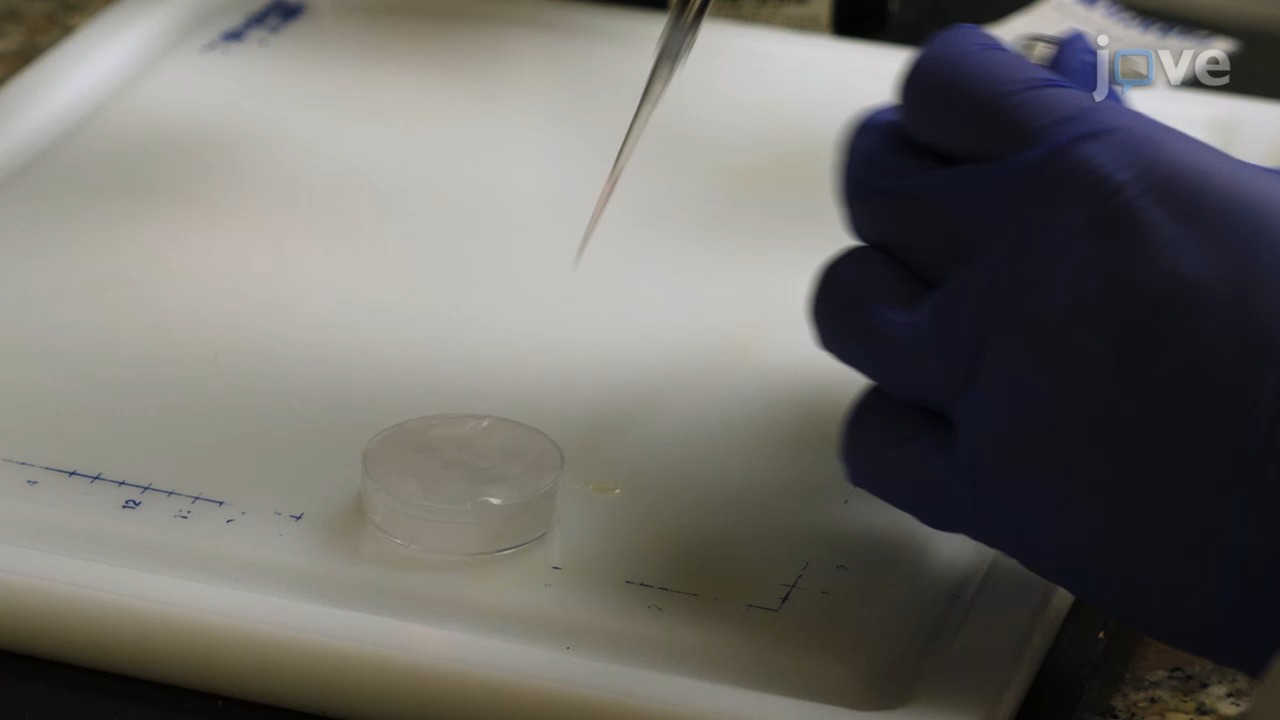将_RCAS(A)_逆转录病毒显微注射到胚胎鸡晶状体中以表达外源蛋白