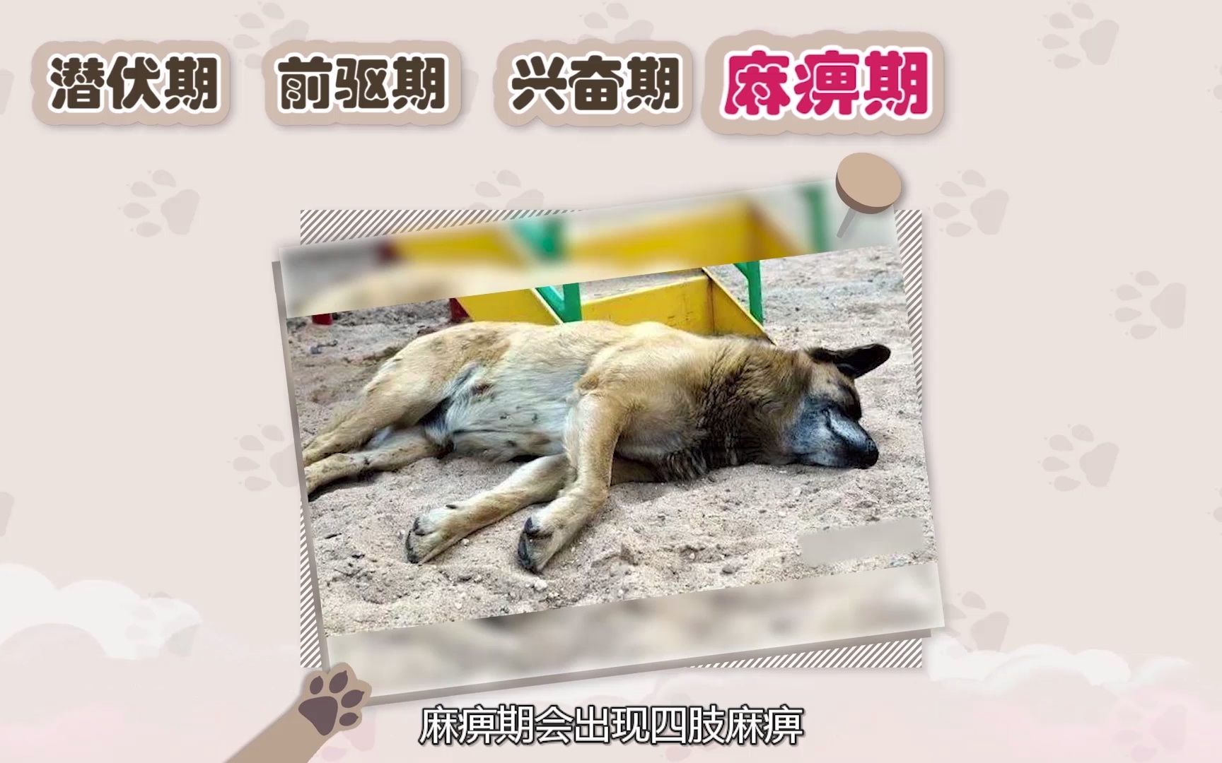 人兽共患病-动物狂犬病的症状