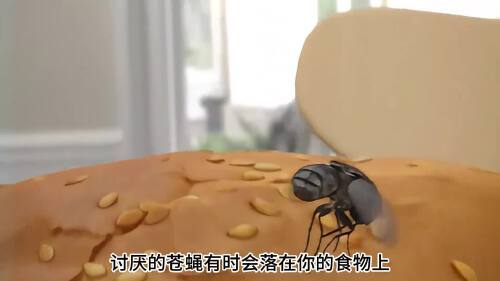 苍蝇在人体的耳朵里寄生蛆虫?