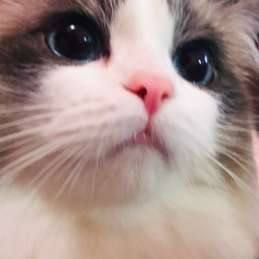 阿冰是一个小可爱 