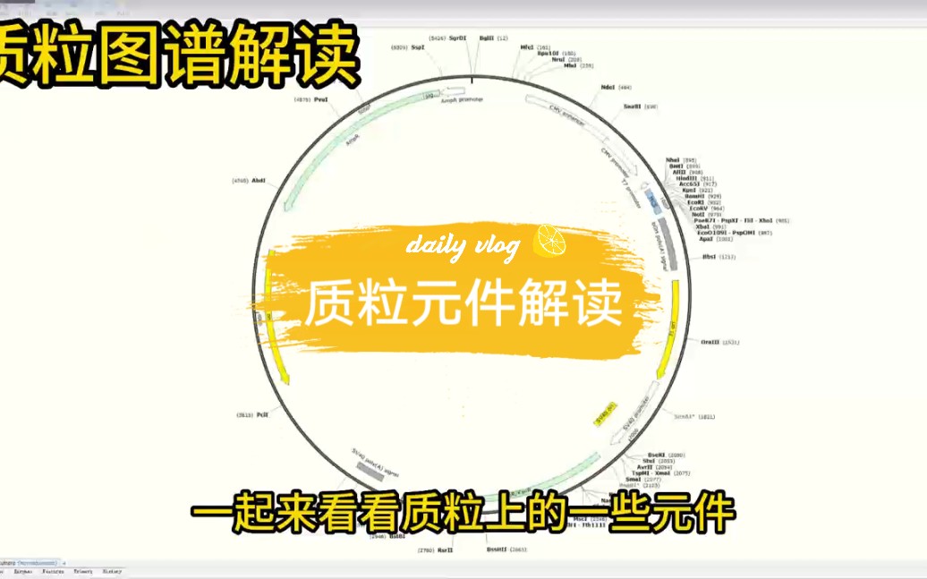 质粒各元件作用