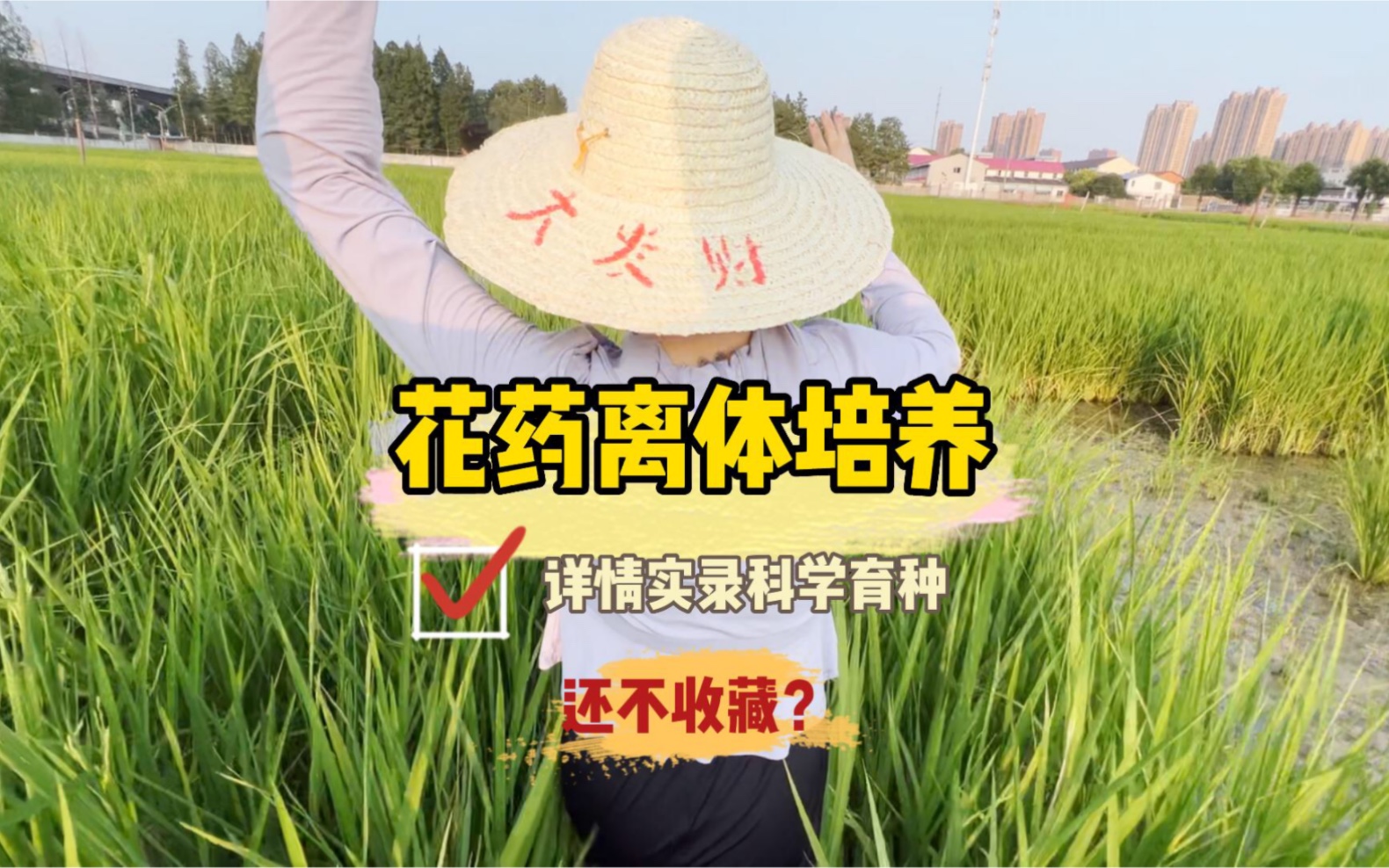 米科普|啊啊啊啊!雌雄同体又自花授粉的水稻被拖出去重造了?