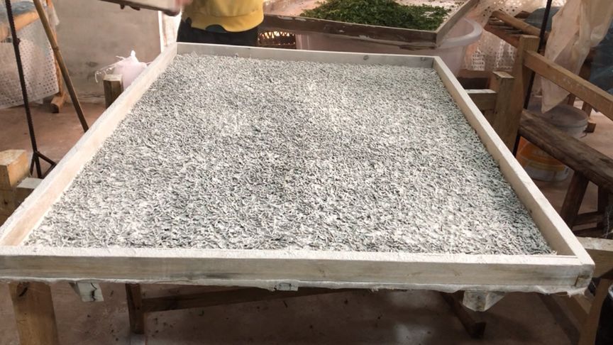 你养过蚕吗?你知道蚕怎么养吗?来看看吧