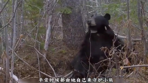 黑熊王国2:森林发生火灾,两位黑熊妈妈的不同做法