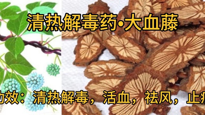 介绍清热解毒药•大血藤的相关知识,大血藤可厉害为治肠痈要药。