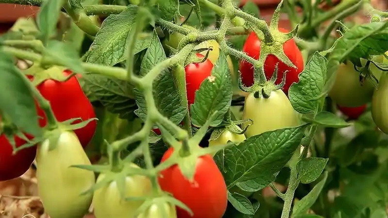 掌握西红柿种植方法与技术,收获丰硕果实!