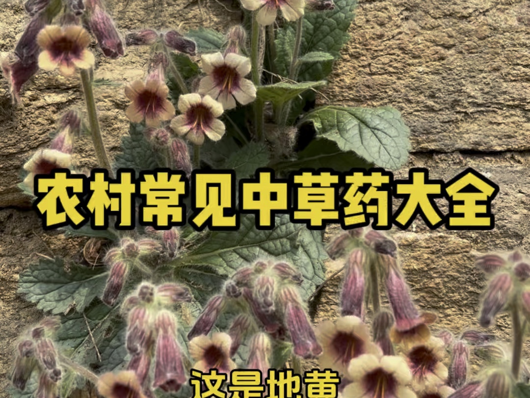 农村常见中草药大全