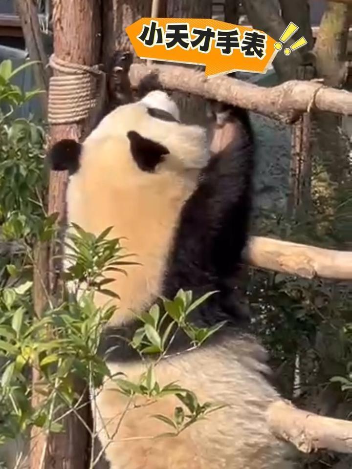 小多多藏好小天才手表,不要太漏富了!