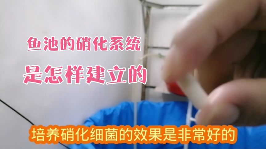 鱼池硝化系统建立的方法,掌握好时机,就可以事半功倍