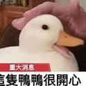 Duck不可不哇哦 