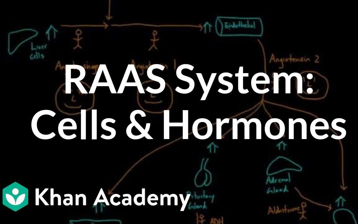 RAAS(肾素-血管紧张素-醛固酮系统)