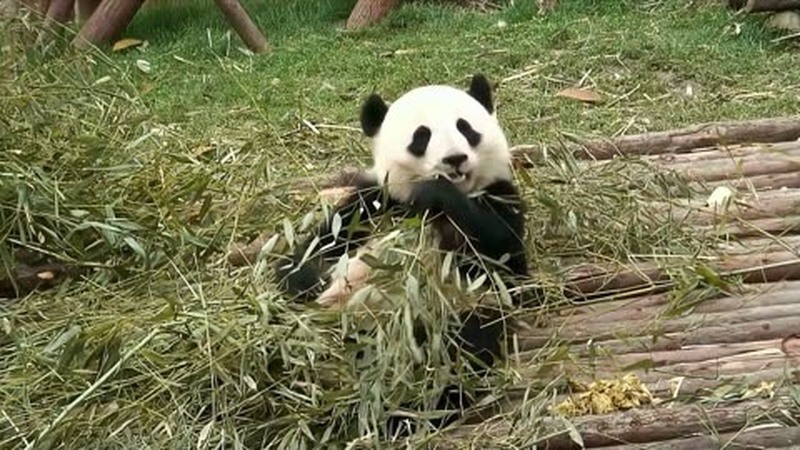 小动物之熊猫的成长