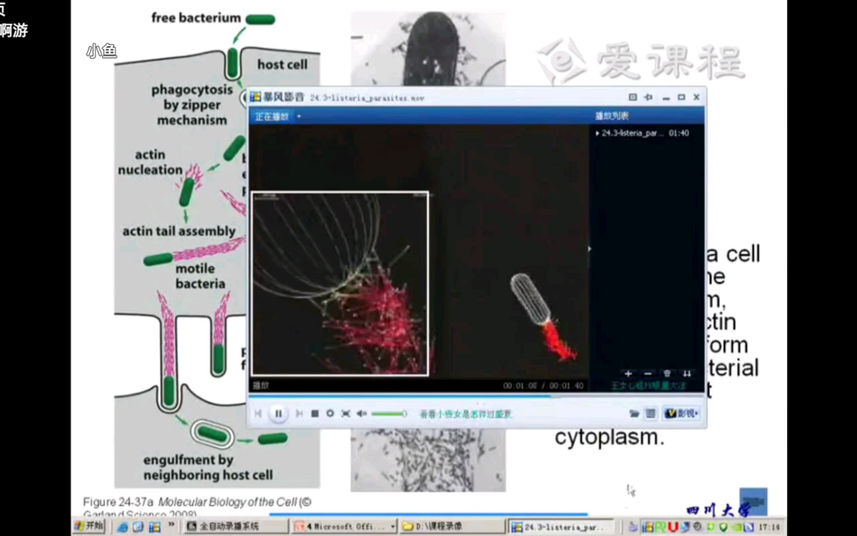 Listeria parasites•李斯特菌在宿主细胞中的移动(自用)