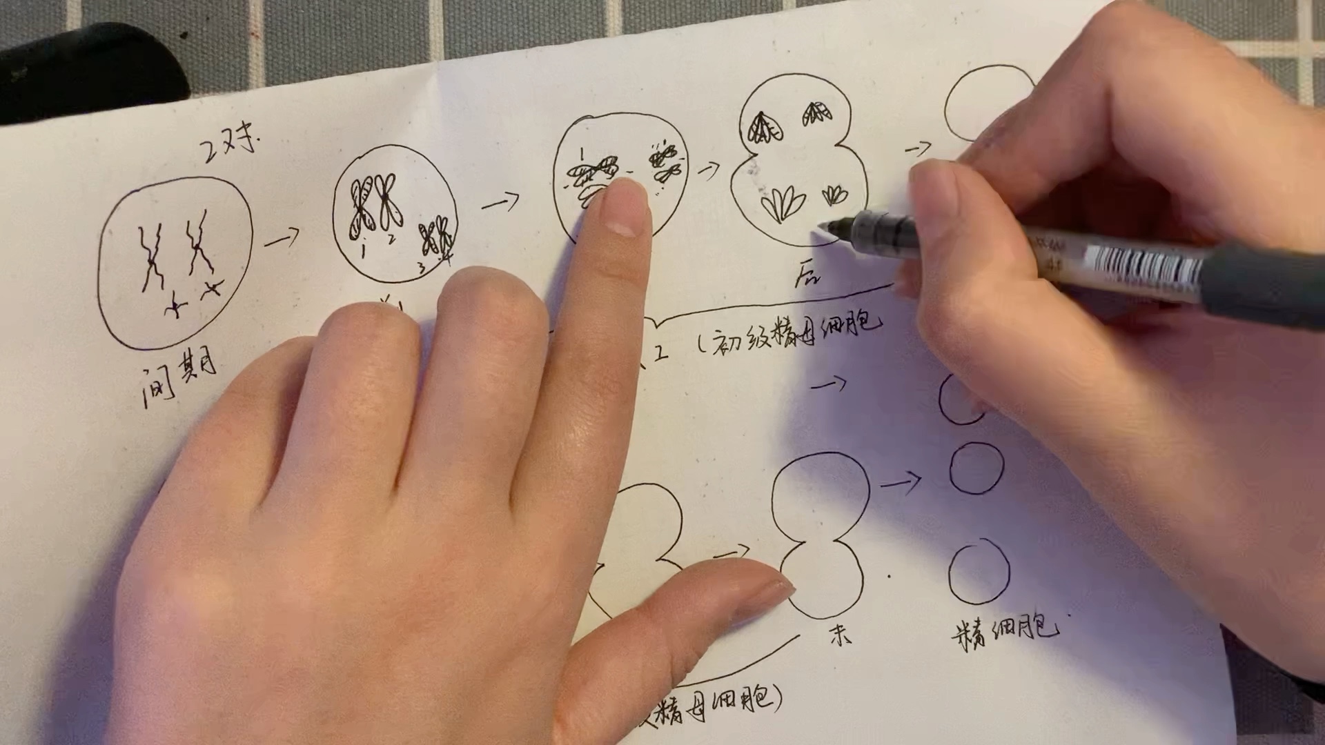 手画减数分裂各时期模式图