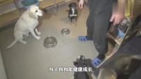 对狗狗来说最危险的食物, 你也许不知道, 你的不注意可能会害到狗