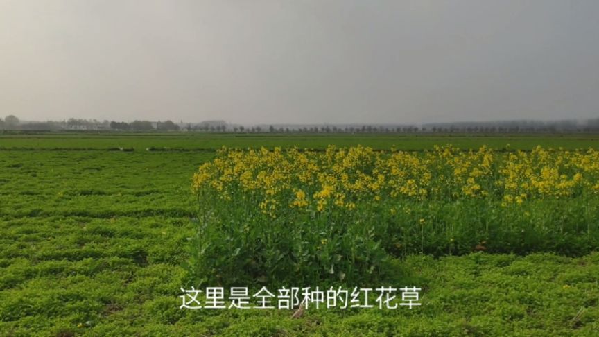 猜猜看稻田里种的是什么