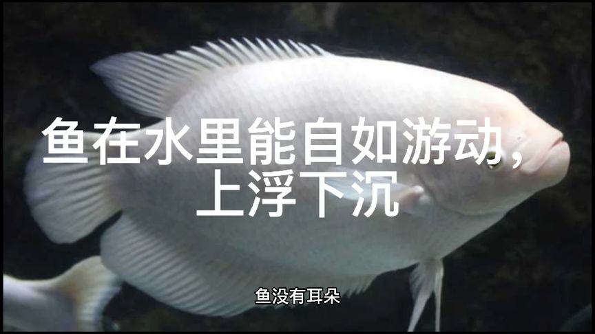 鱼在水里能自如游动,上浮下沉