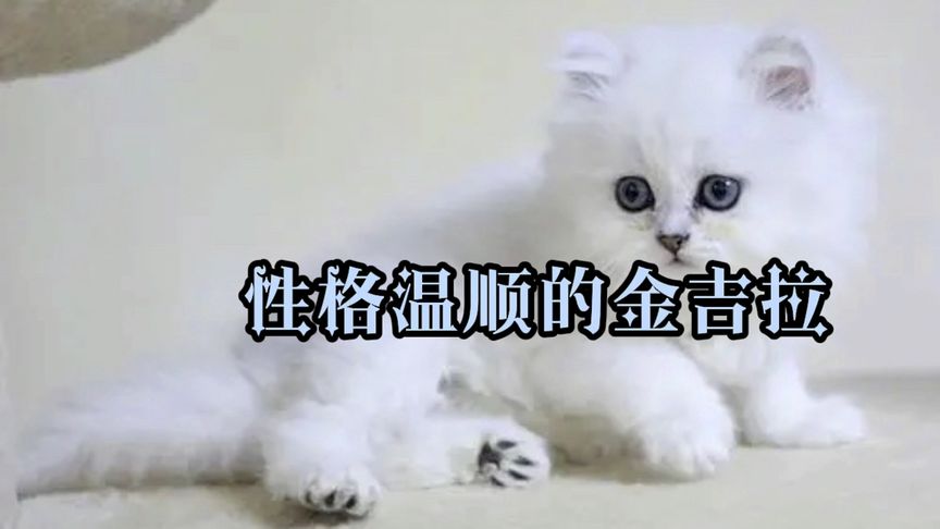 性格温顺的金吉拉色的波斯猫,金吉拉猫市场价格为何如此稳点。