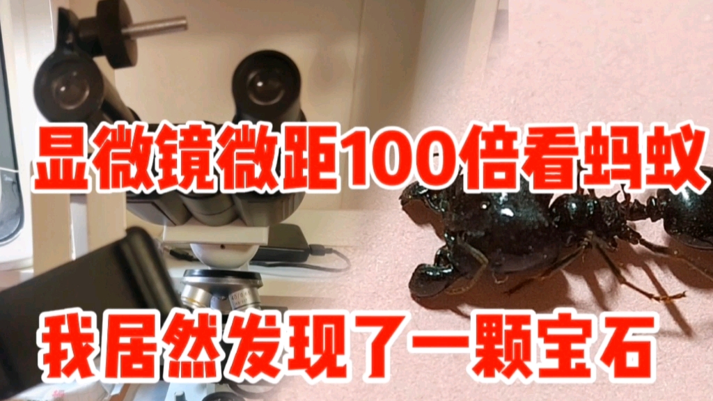 大头蚂蚁显微镜放大100倍,我居然发现了一颗宝石!神奇微观世界