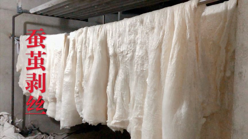 蚕茧剥丝你见过吗?盐城小伙带你见识蚕茧剥丝全过程!又涨见识了