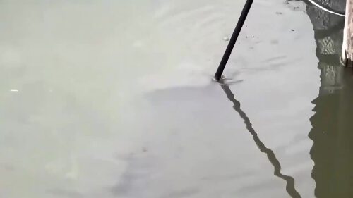 钓鱼佬狂喜!鱼竿一甩竟抄起满网大鱼,结局太意外!