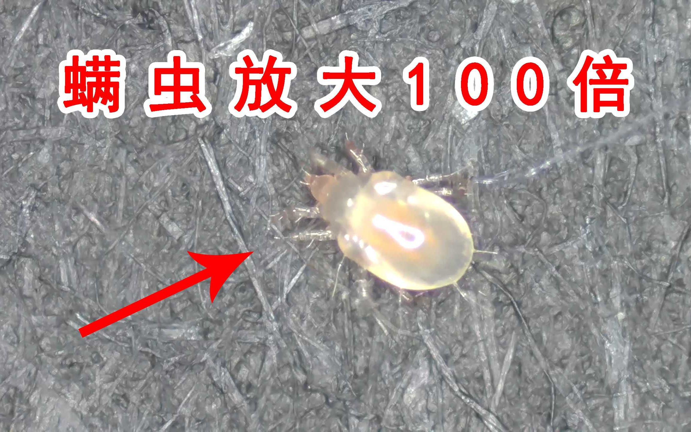 把螨虫放大100倍!显微镜下的螨虫长得这么可爱!