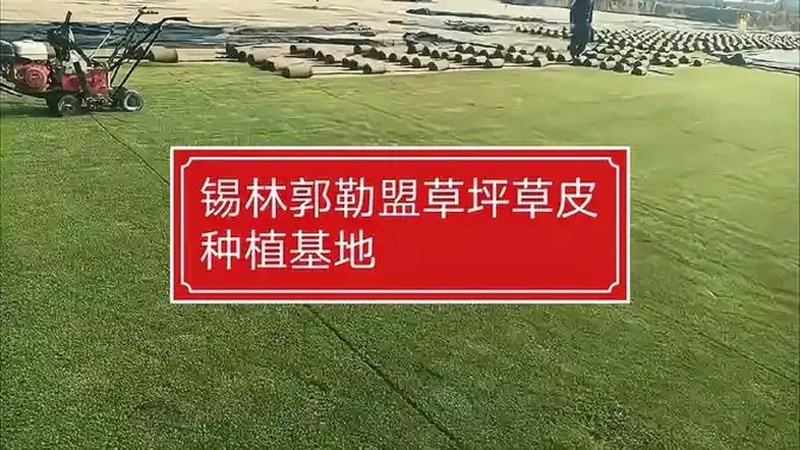 锡林郭勒盟市草坪草皮种植基地