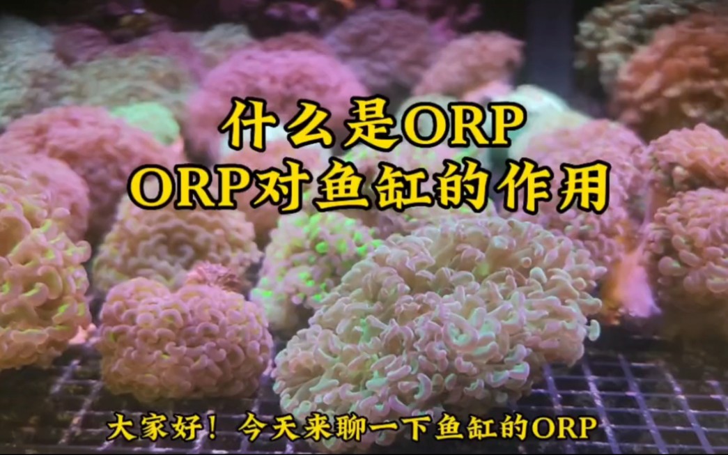 什么是orp?orp对鱼缸的作用是什么?