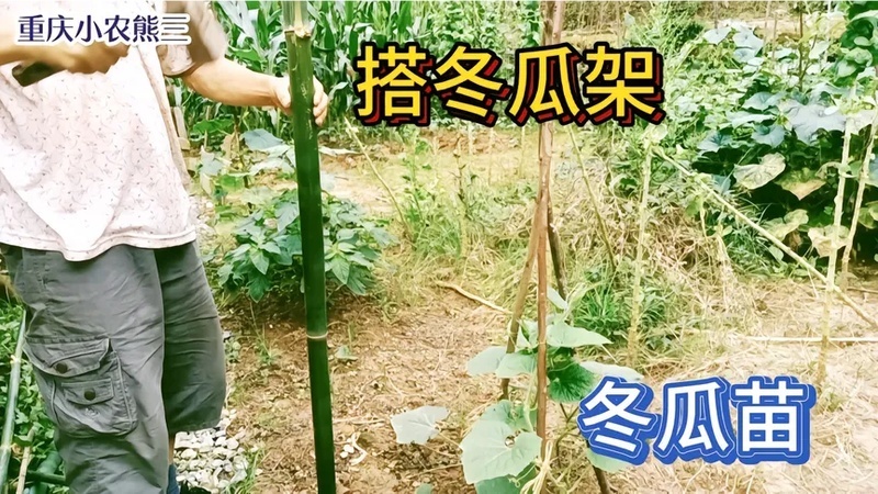 栽的冬瓜苗在开始牵藤了,来把冬瓜架给它搭起来