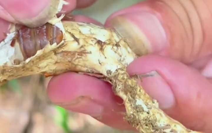 金蝉花:一种奇异生物不仅可以提高身体的免疫功能,还能起到延年益寿...