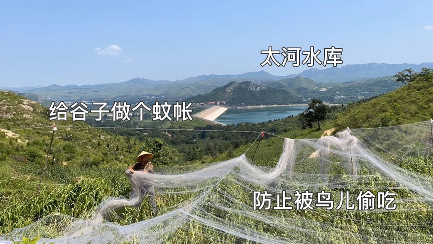 给谷子做个蚊帐防止被鸟儿偷吃,记录小米成熟过程,喝放心小米粥