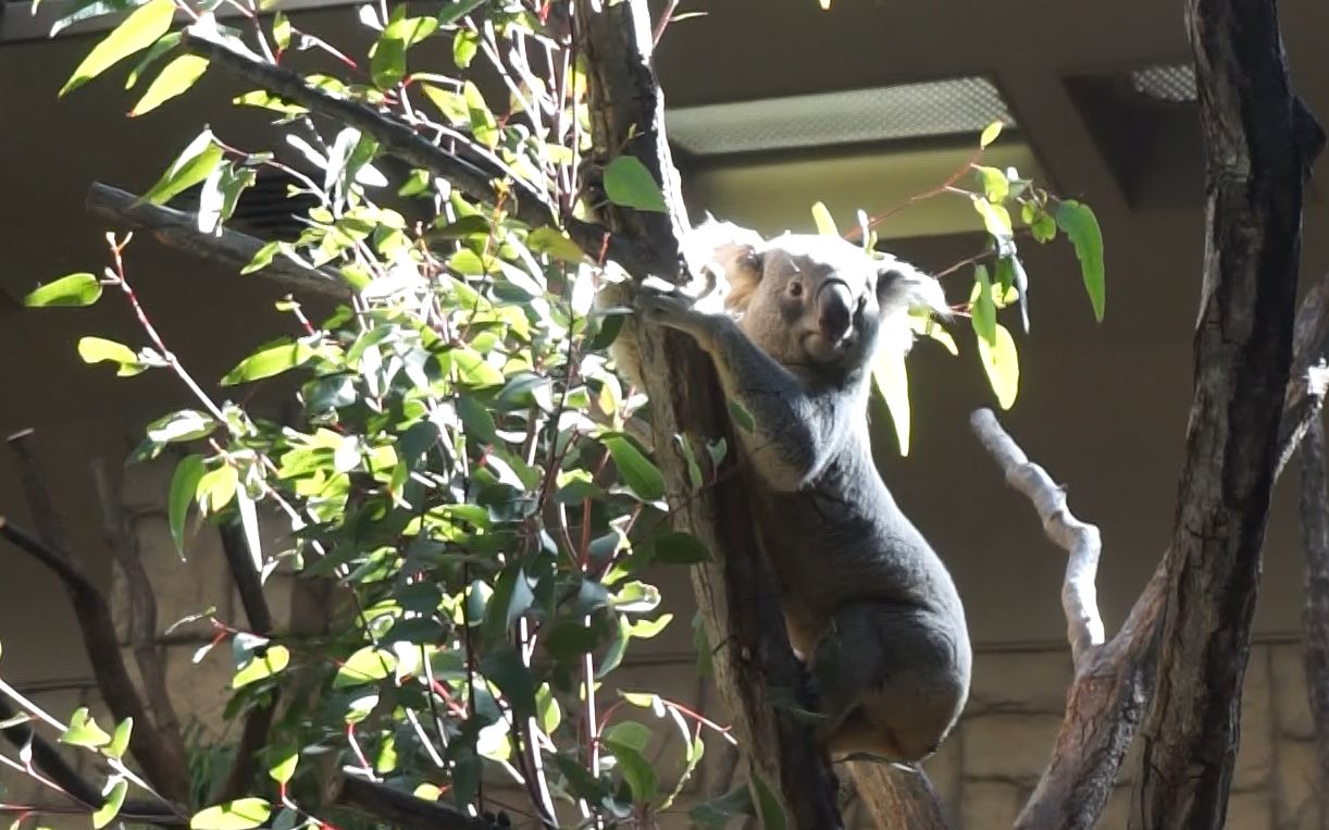 Vlog.2|东山动植物园