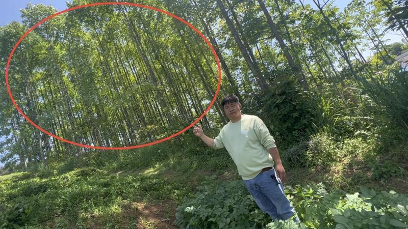 老人24年前在自家山里种下珍贵木材今年价格暴涨现在却不让砍伐