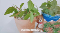 2盆扦插苗,翡翠钻石还能这么种哦