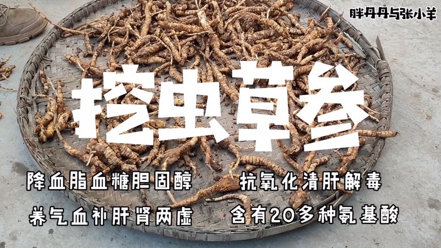 有听说过虫草参吗？功能和冬虫夏草相当哦，快来看看张小羊挖参吧