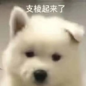 袜子袜子袜 