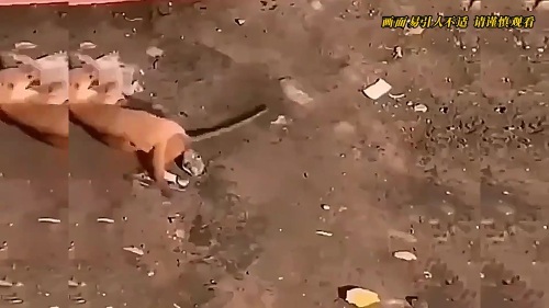 看精彩动物大世界!黄鼠狼老鼠起争端,大战场面真叫绝