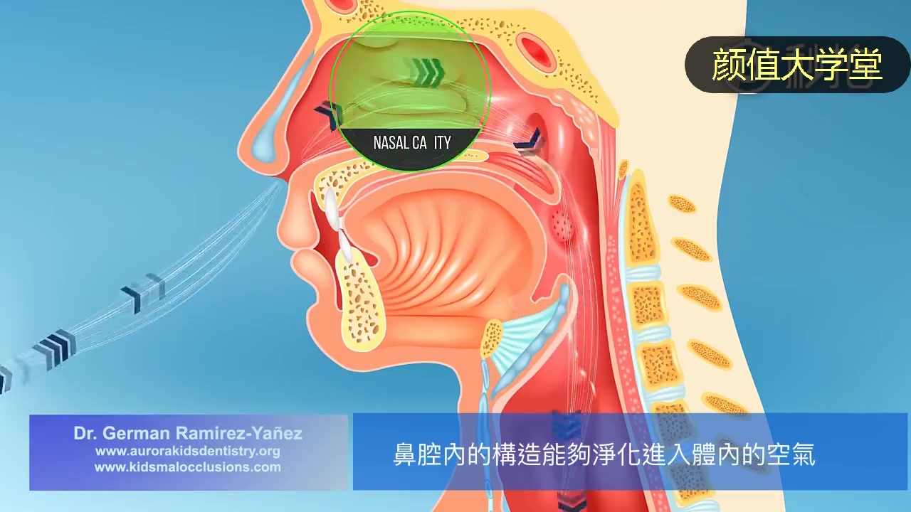 视频科普:为什么张口呼吸会导致龅牙、凸嘴?