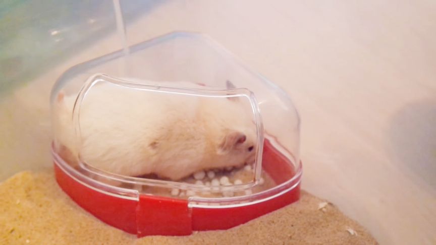 给我家小仓鼠做了一个小厕所,上厕所的时候太萌了,太可爱了