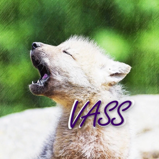 小狼Vass 
