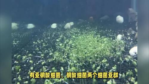 硝化细菌是自养生物吗?硝化细菌的作用有哪些