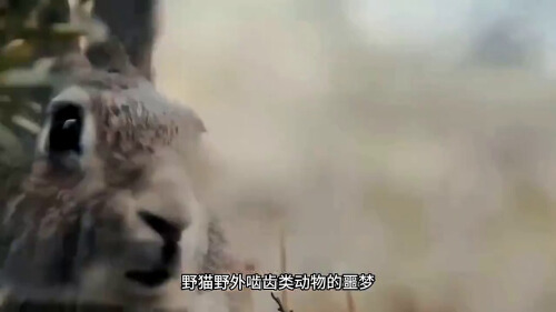 野外啮齿类动物的噩梦,野猫野生动物零距离