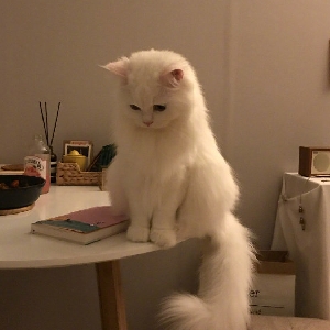 棠鸢子 