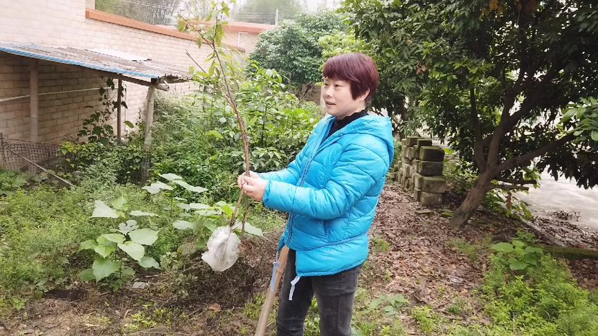 种植樱花树有技巧,注意以下这3点,三年能长参天大树,快收藏