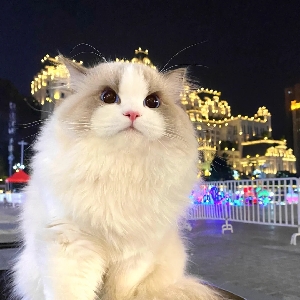 L幻夜 