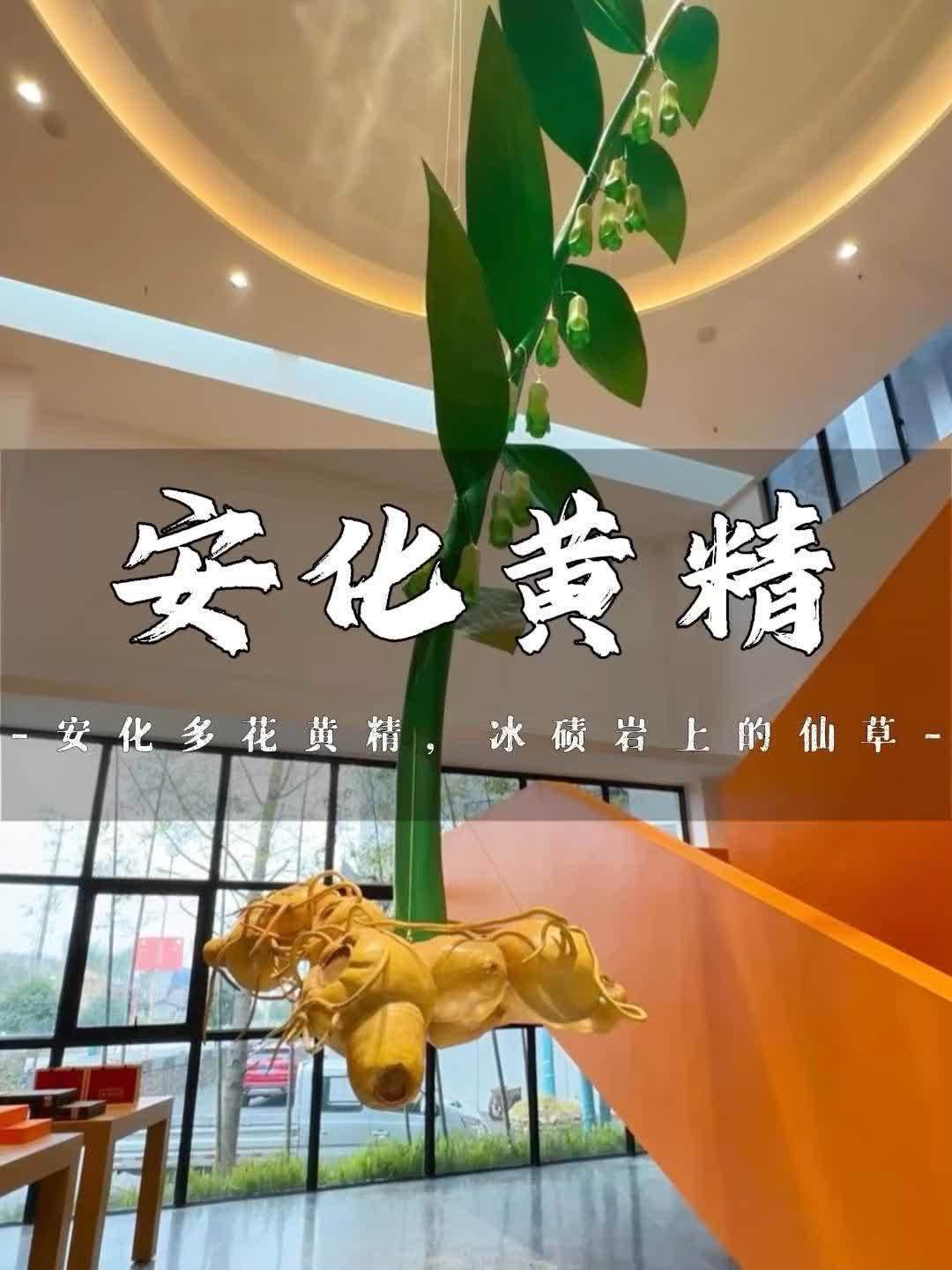 安化多花黄精,冰碛岩上的仙草